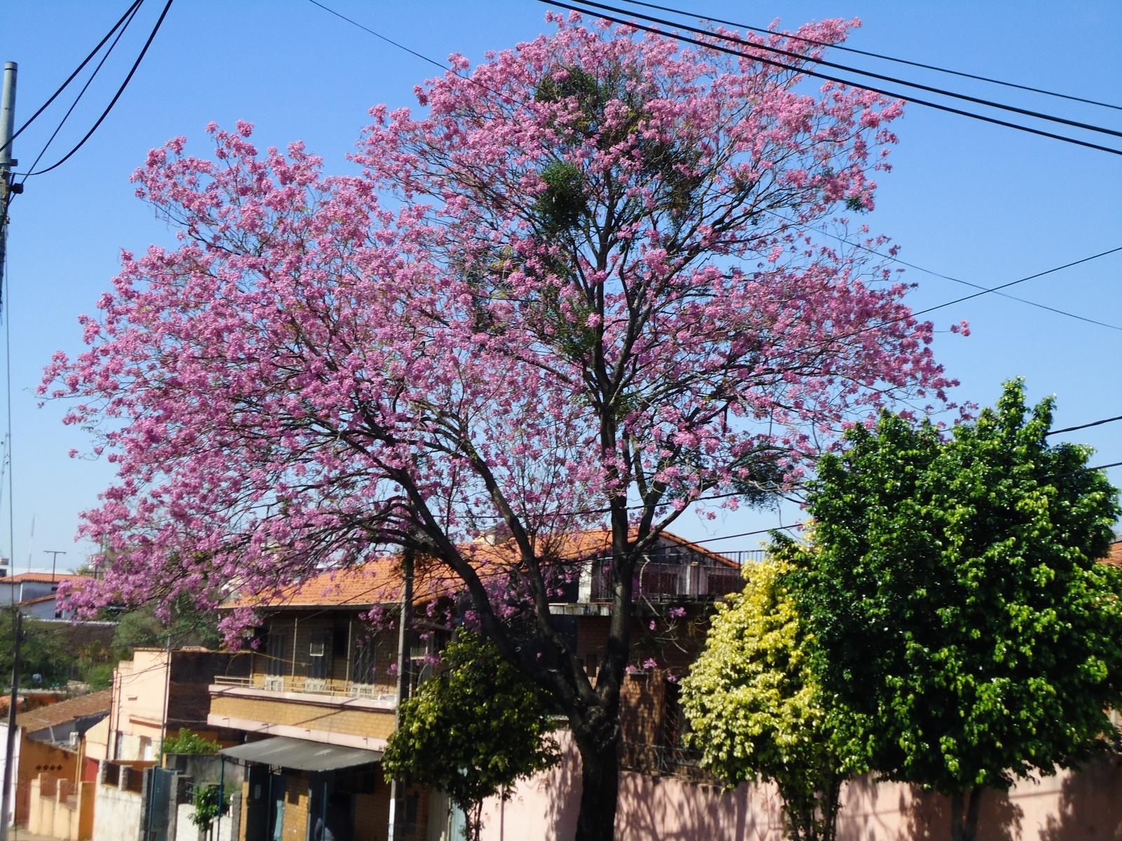 Lapacho rosado - - ABC Color