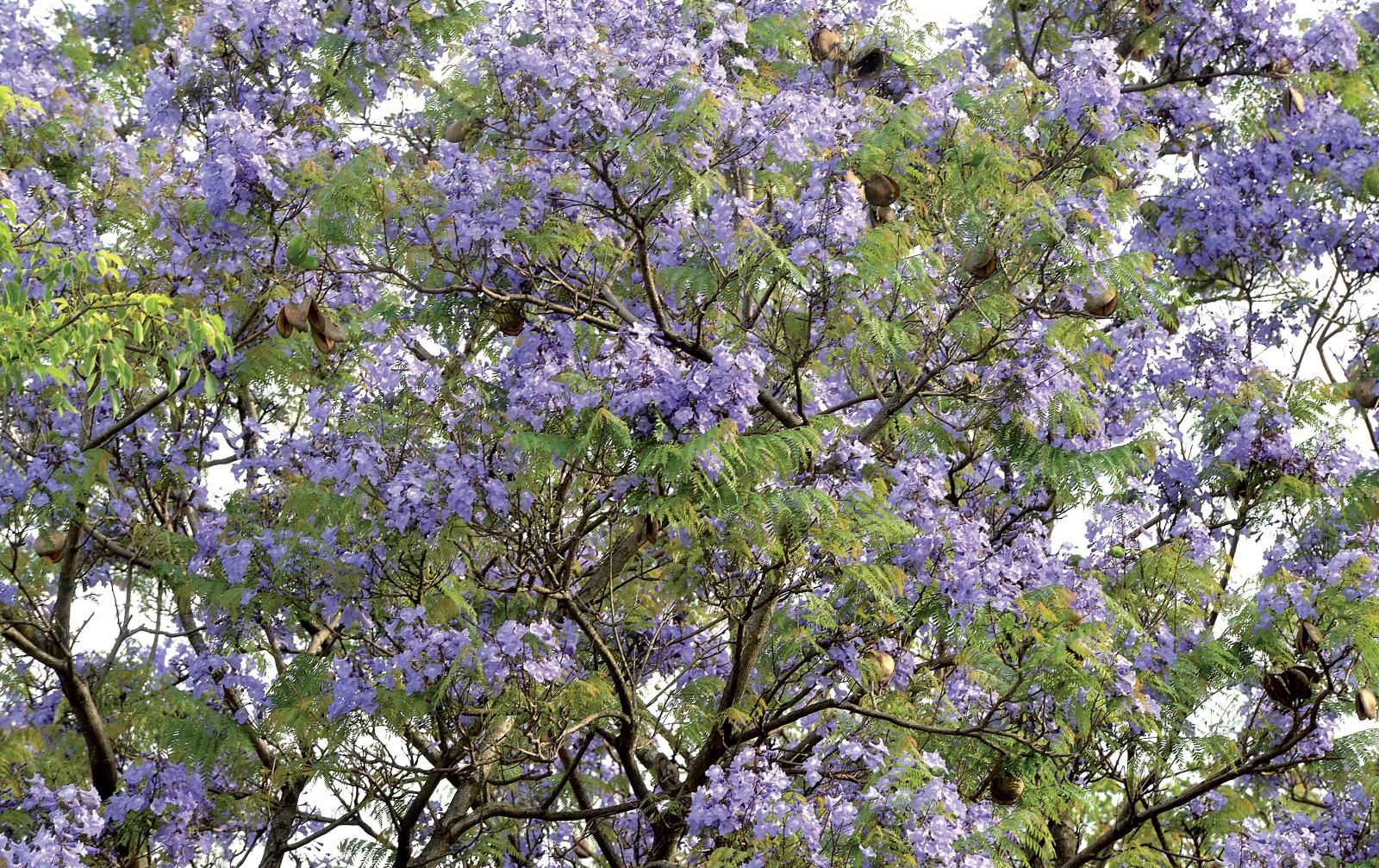 La belleza del jacarandá - ABC Revista - ABC Color
