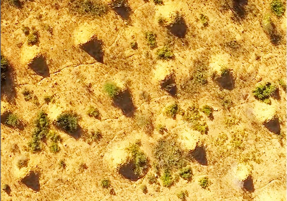 Termitas erigen una megápolis en Brasil - Internacionales - ABC Color