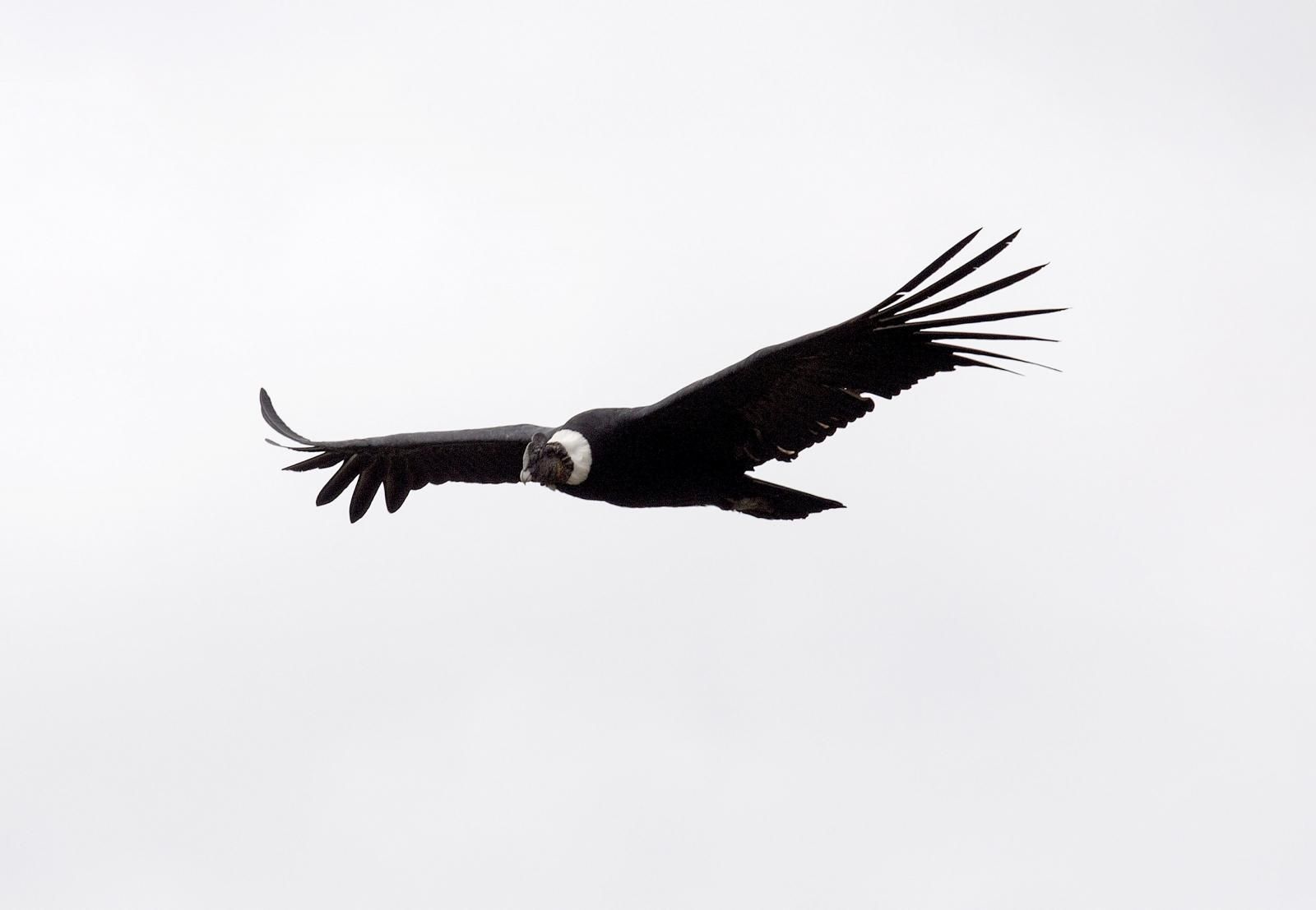 La incógnita del cóndor, el rey de los Andes de Perú - Ciencia - ABC Color