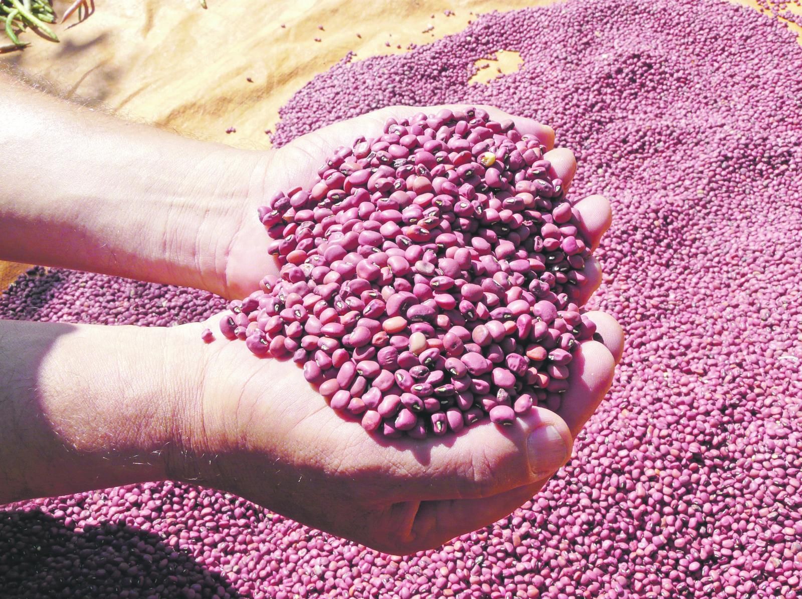 Poroto y seguridad alimentaria - Ing.Agr.Msc. José A. Salinas Daiub ...