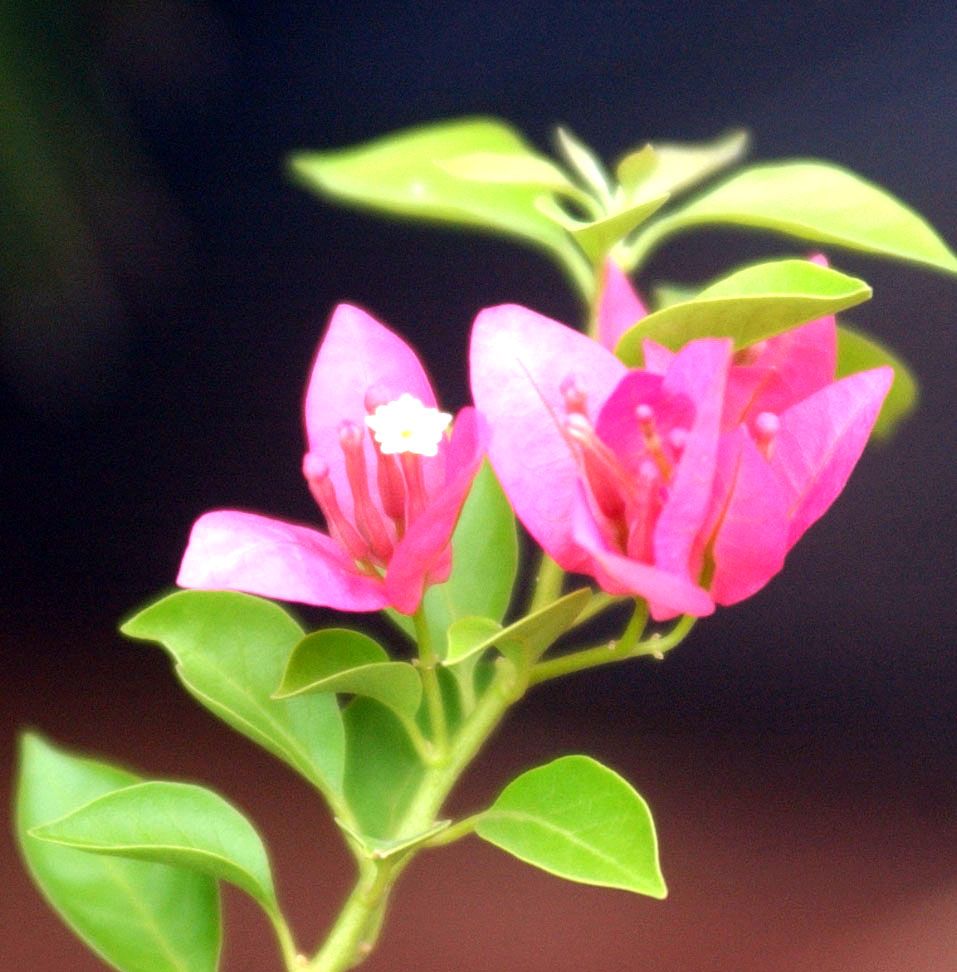 La santa rita - Casa y Jardín - ABC Color