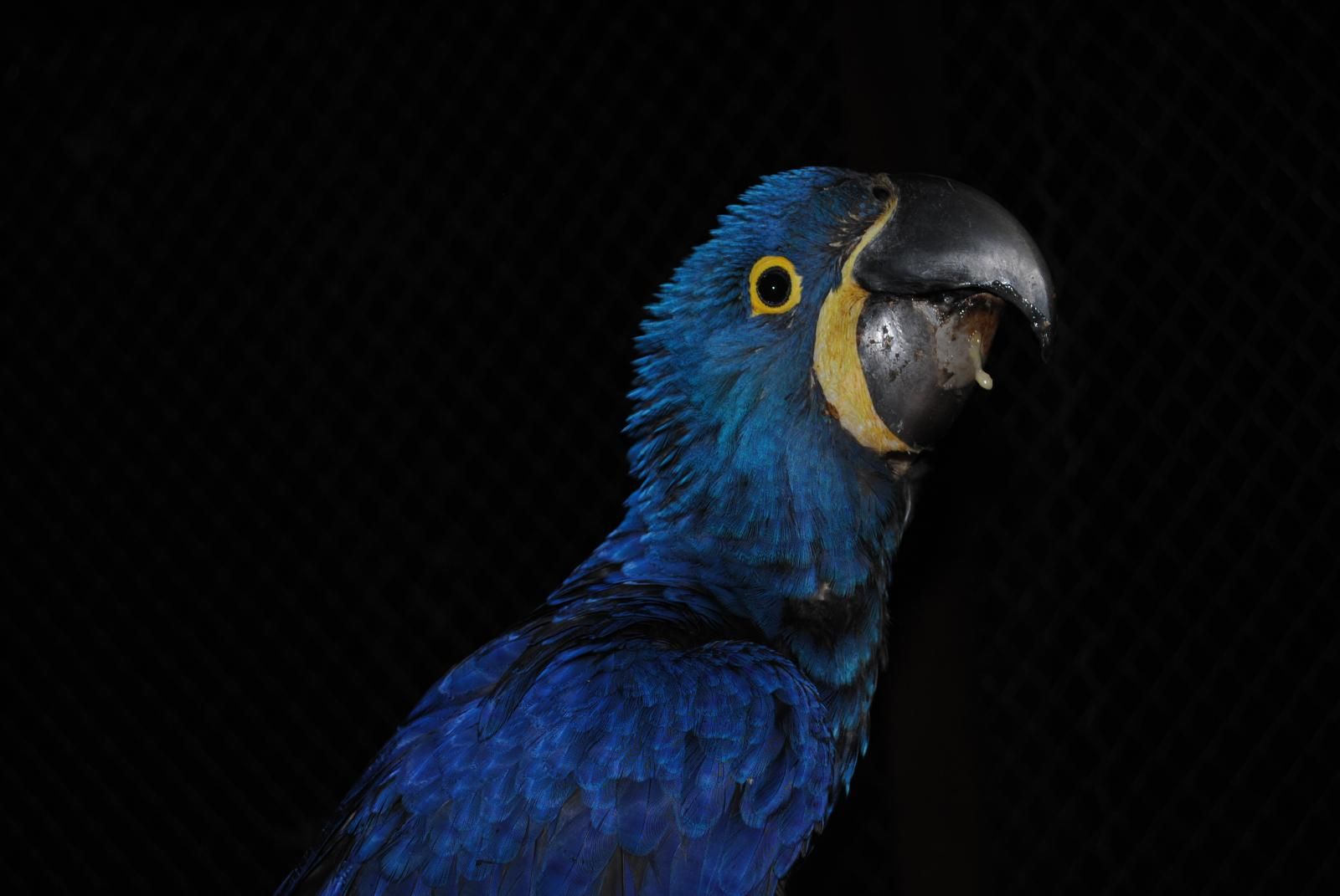 Guacamayo azul supera cuarentena - Nacionales - ABC Color