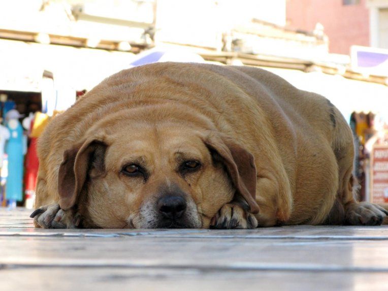 Cómo lidiar con la obesidad en perros - Mascotas - ABC Color