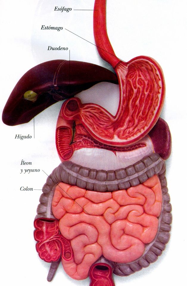 Con sutura mecánica - Salud - ABC Color