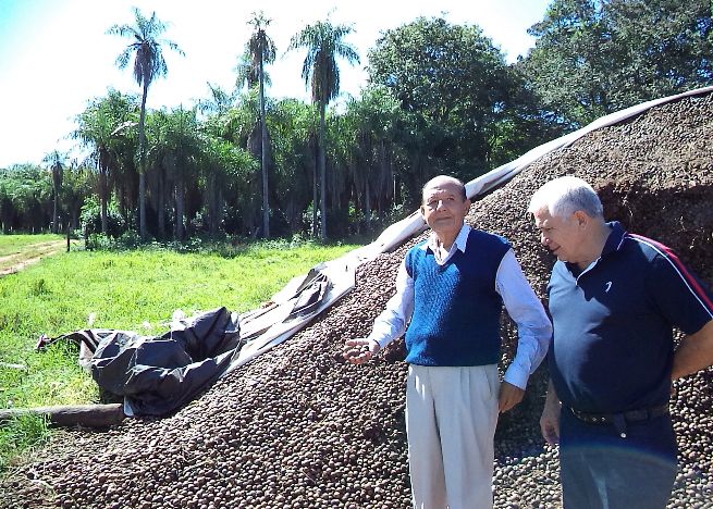 El mbokaja es herramienta barata contra pobreza y hambre en el campo ...
