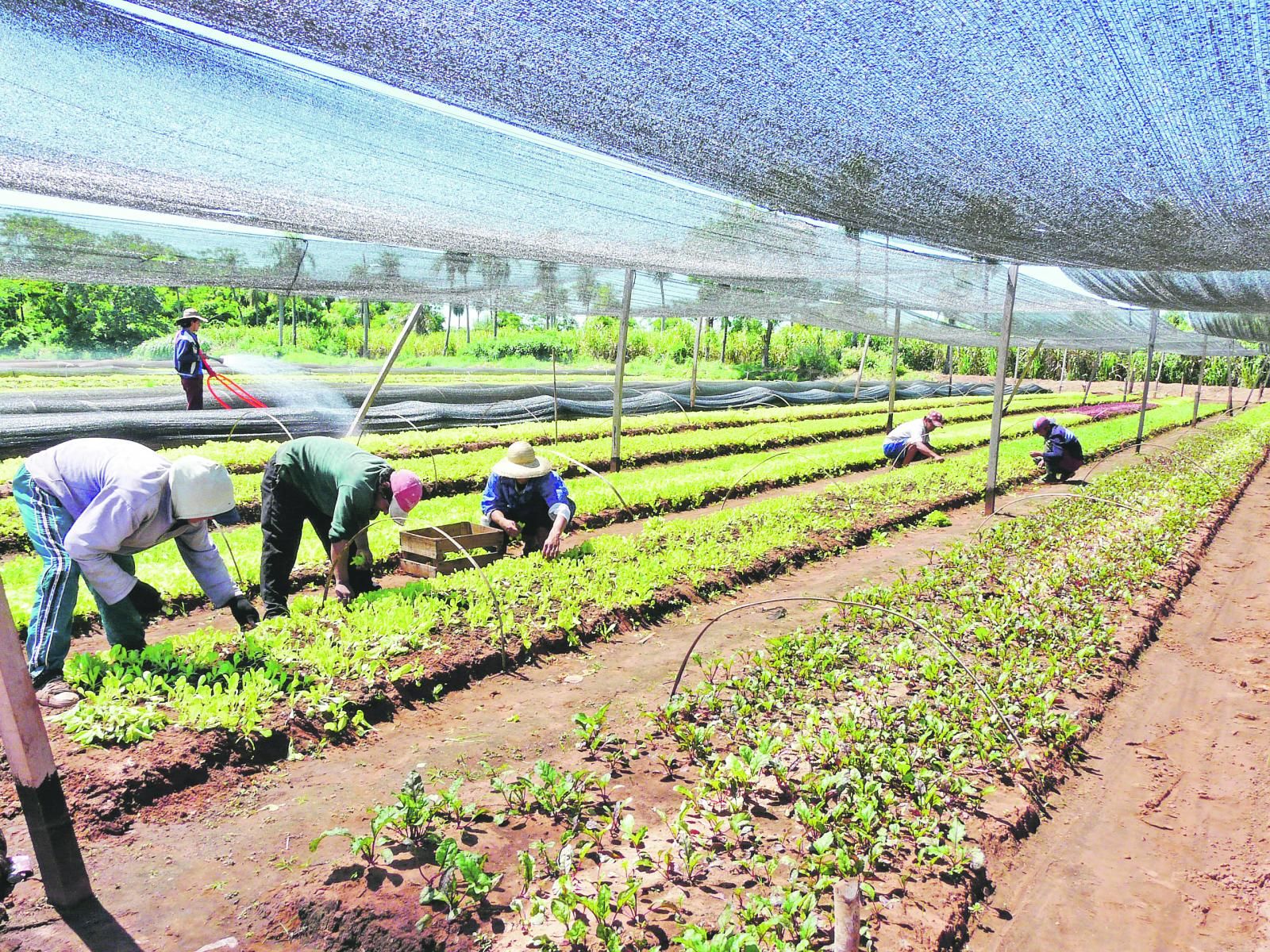 Buenas prácticas agrícolas - Ing. Agr. Miguel Alonzo (*) - ABC Rural ...