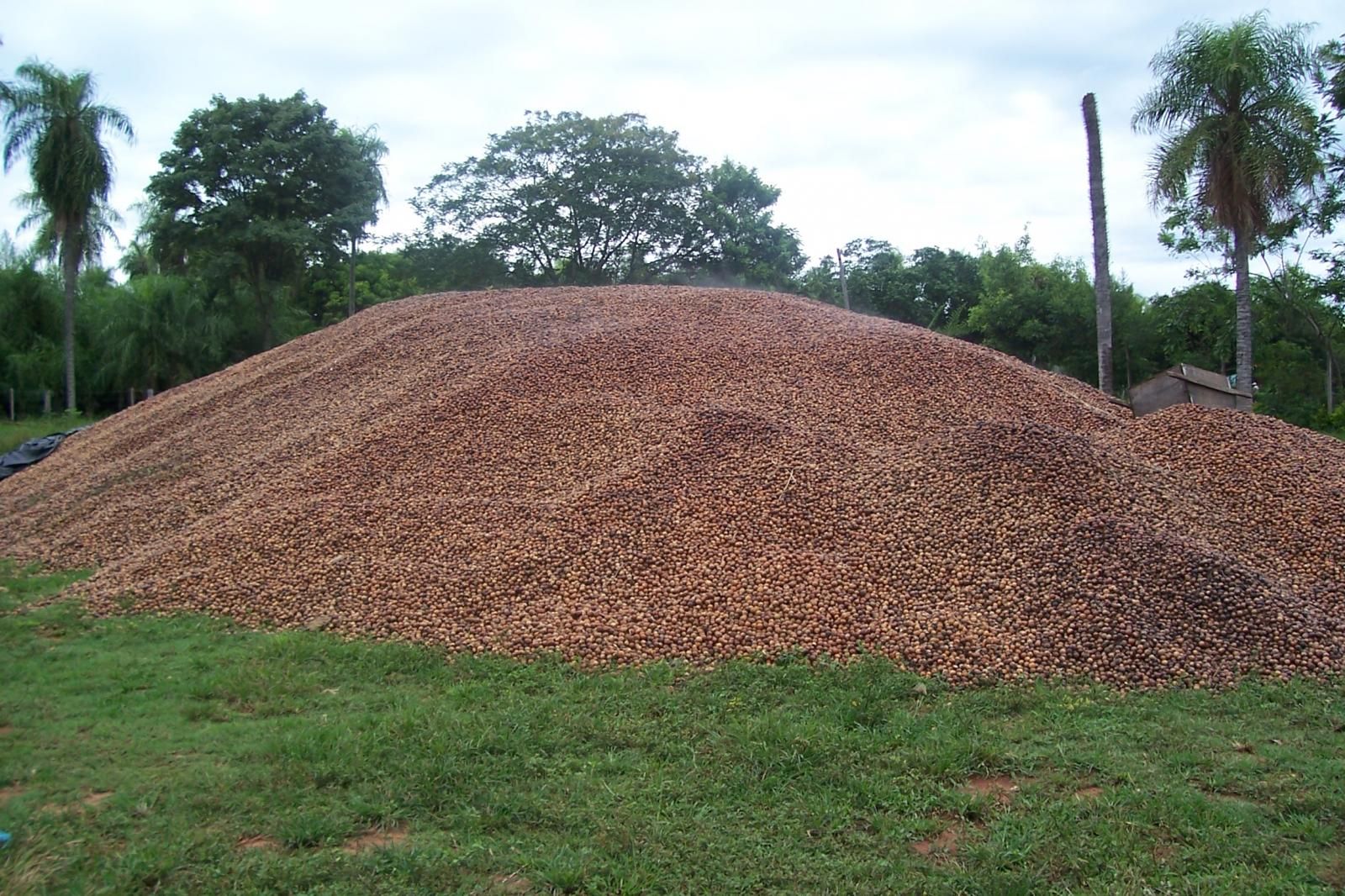 El mbokaja bajo una nueva visión productiva - Gerd Karbaum (*) Daniela ...