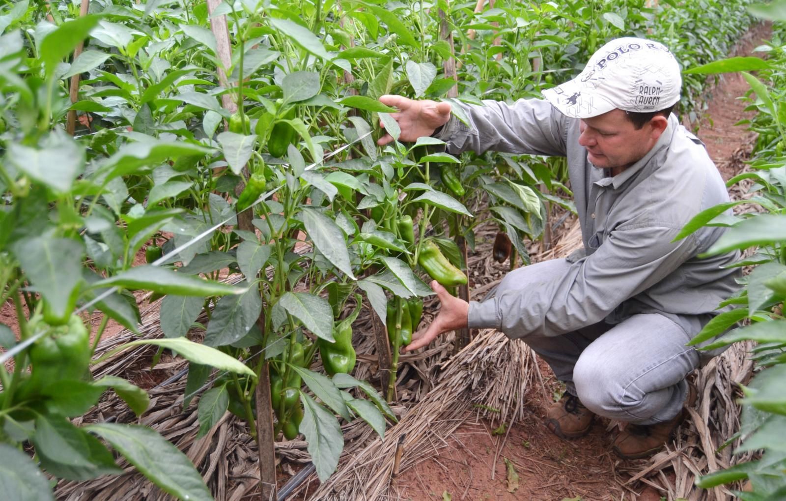 Se destaca excelente producción de locote y tomate en Guayaybí ...