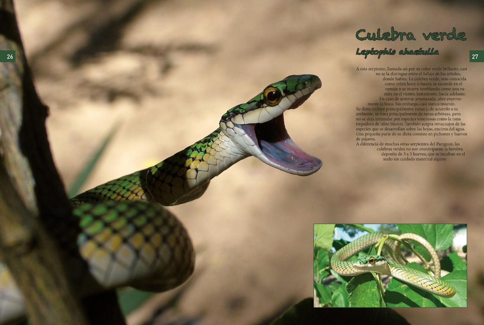 Fascinante fauna y flora ofrece nuestro chaco - Locales - ABC Color