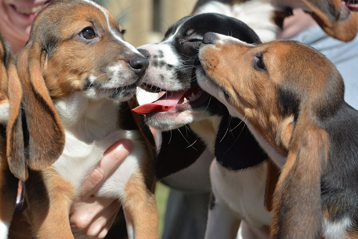 Nace en EE.UU. la primera camada de perros por fecundación in vitro ...