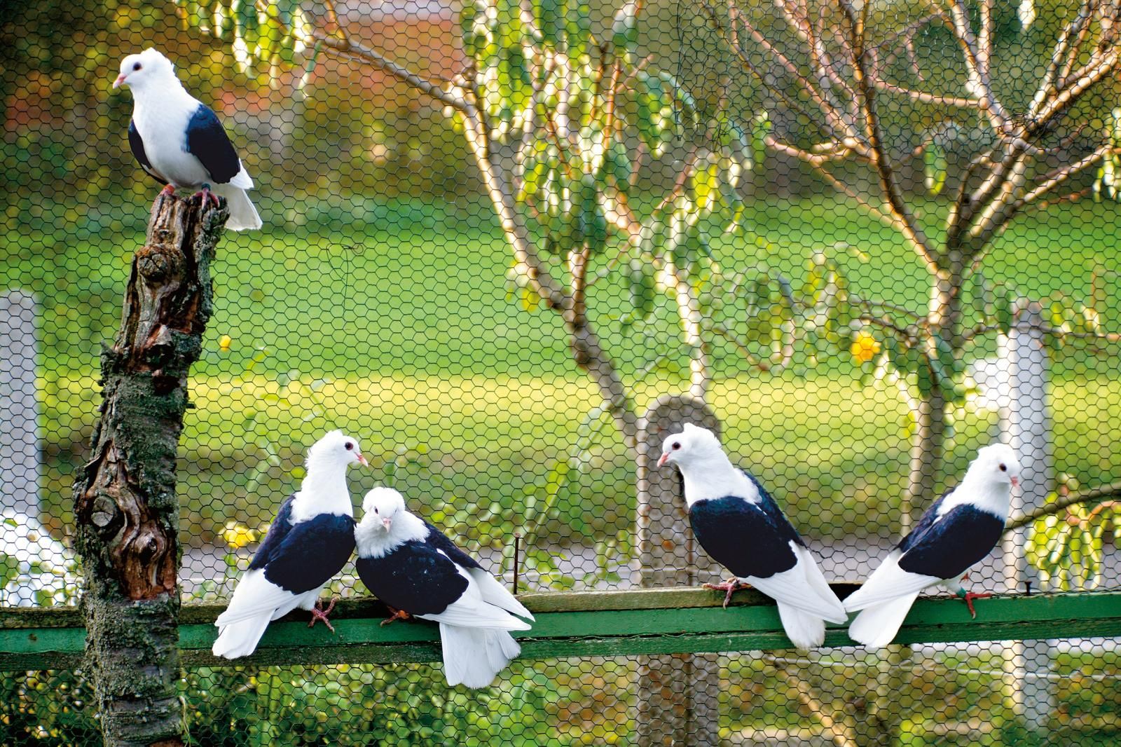 Criar palomas: consejos para principiantes - Mascotas - ABC Color