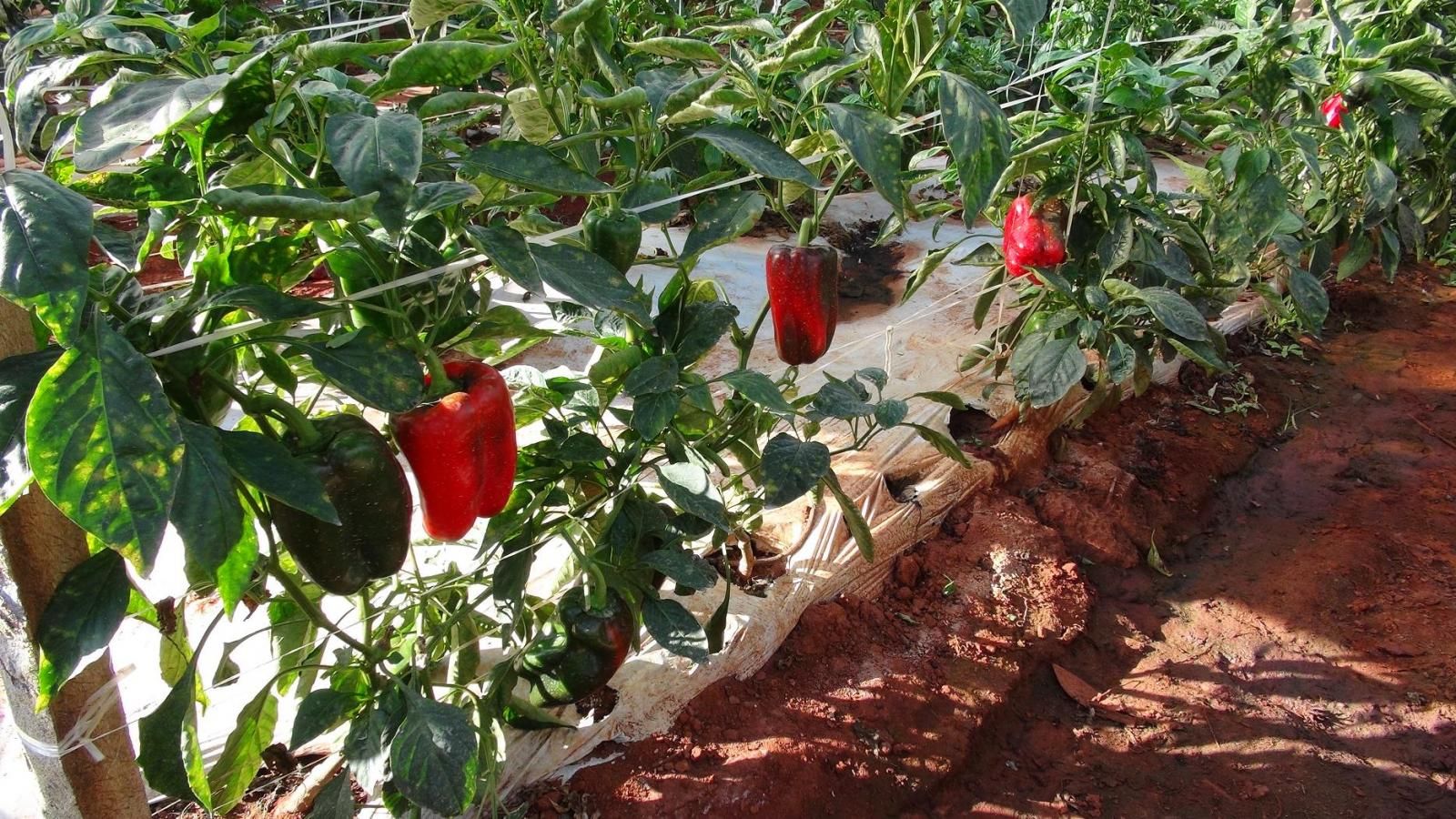 Paraguay puede abastecerse de locote sin necesidad de importación - ABC ...