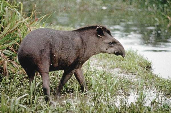 Descubren nueva especie de tapir en región amazónica de Colombia y ...