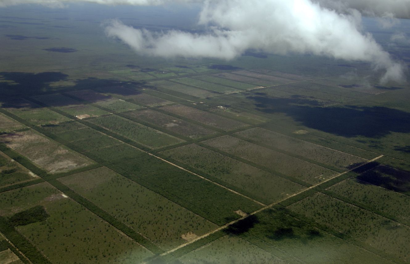 Chaco, donde se deforesta con más rapidez en el mundo, dice estudio ...