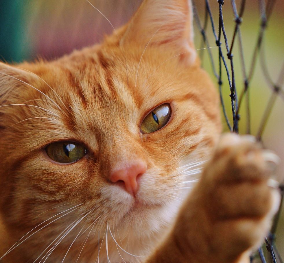 El gato sano - Casa y Jardín - ABC Color