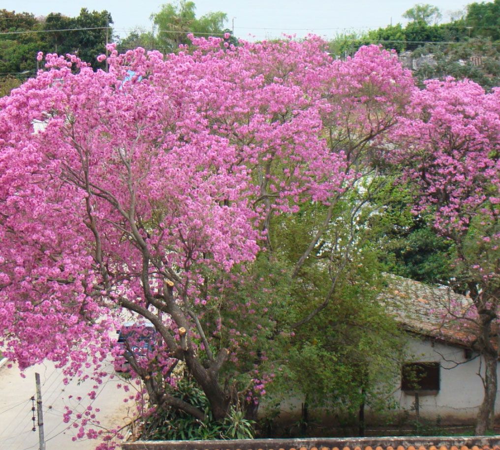 Lapacho rosado - Casa y Jardín - ABC Color