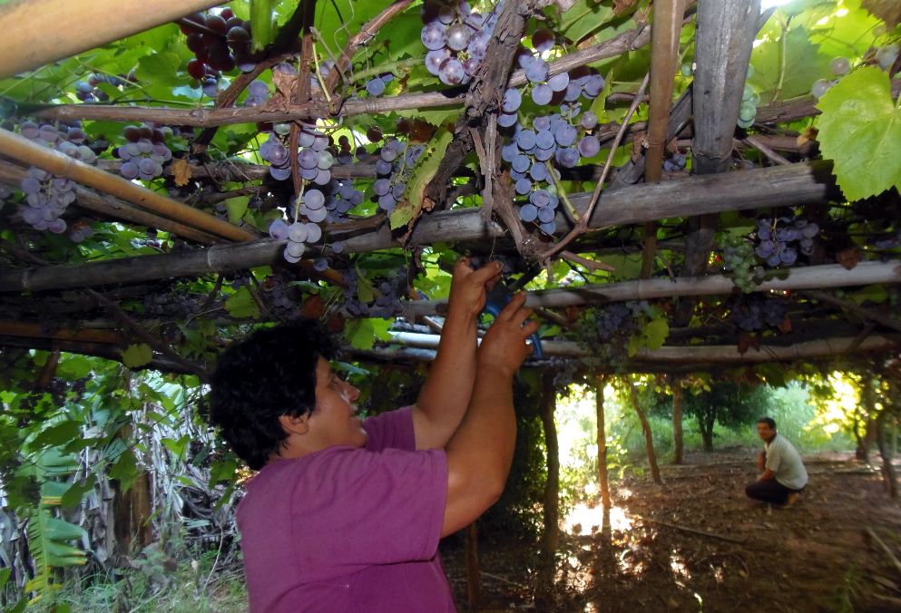 Cosecha prolongada de uvas deja buen resultado a productor de San ...