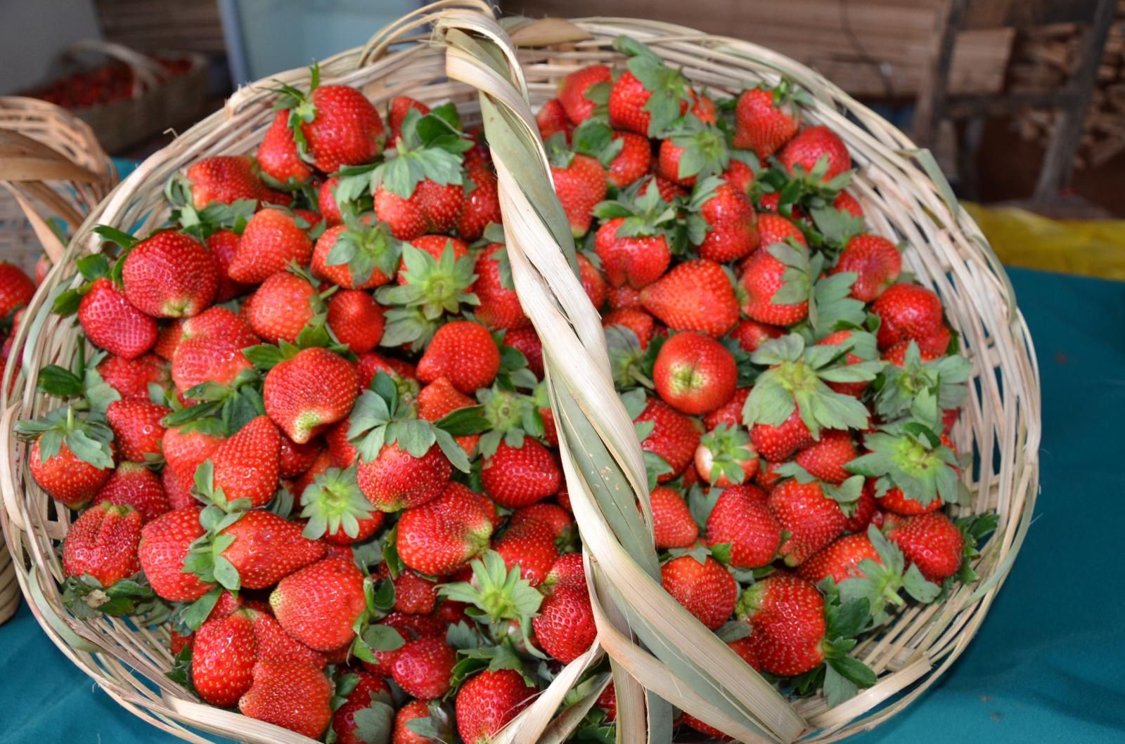 La fiesta de la frutilla - Galerías de imágenes - ABC Color