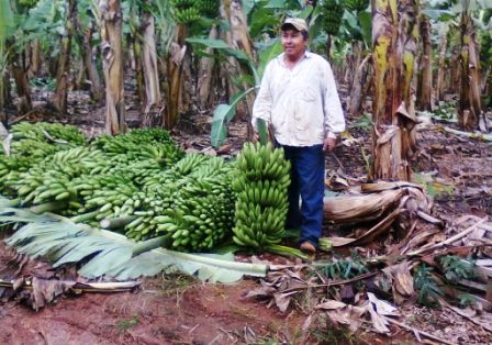 Bananeros de Tembiaporá logran venta continúa de sus productos - ABC ...