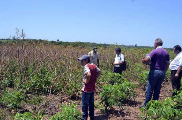 Verifican incidencia de plaga en mandioca - ABC Rural - ABC Color