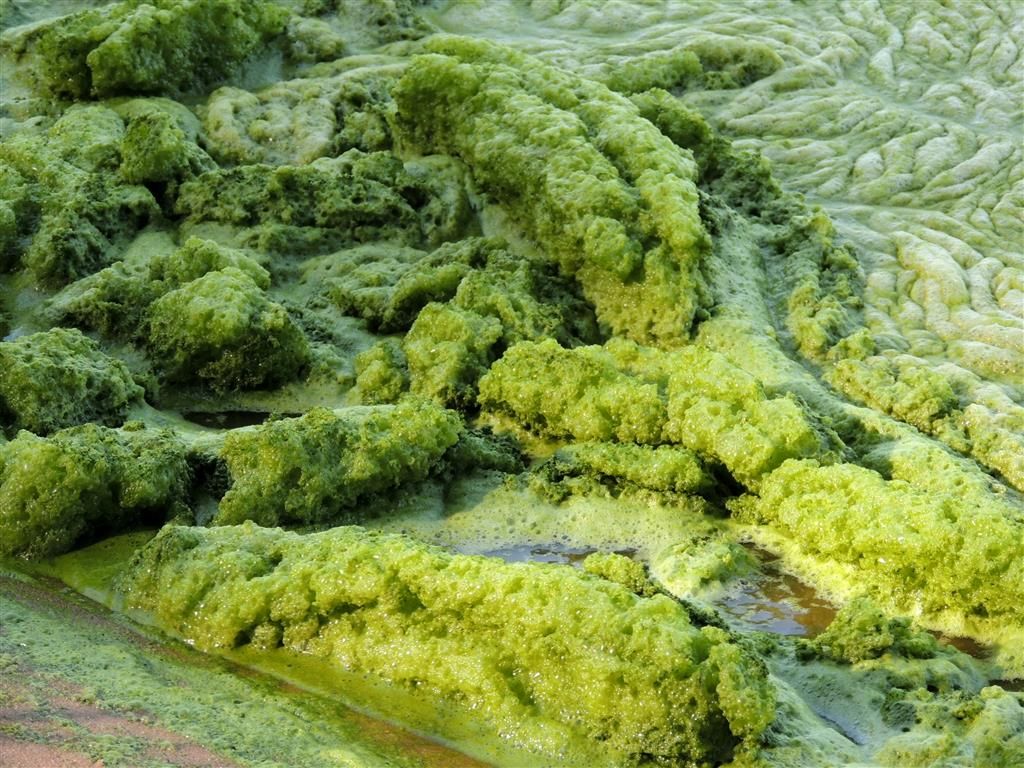 Manto verde sobre el lago Ypacaraí - Galerías de imágenes - ABC Color