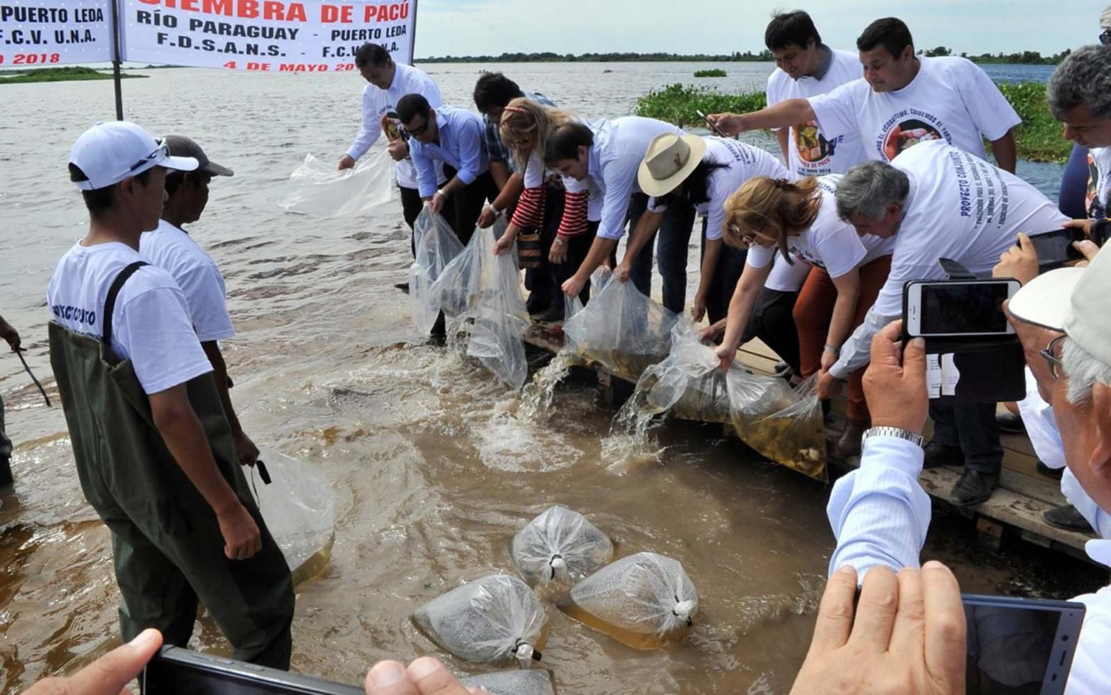 Siembran “alimento” en Puerto Leda y ahora van por cría de camarones ...