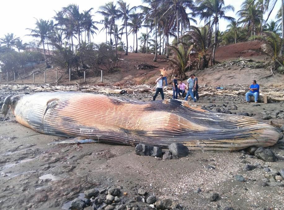 Aparece una ballena muerta de 14 metros de largo en una playa de Panamá ...