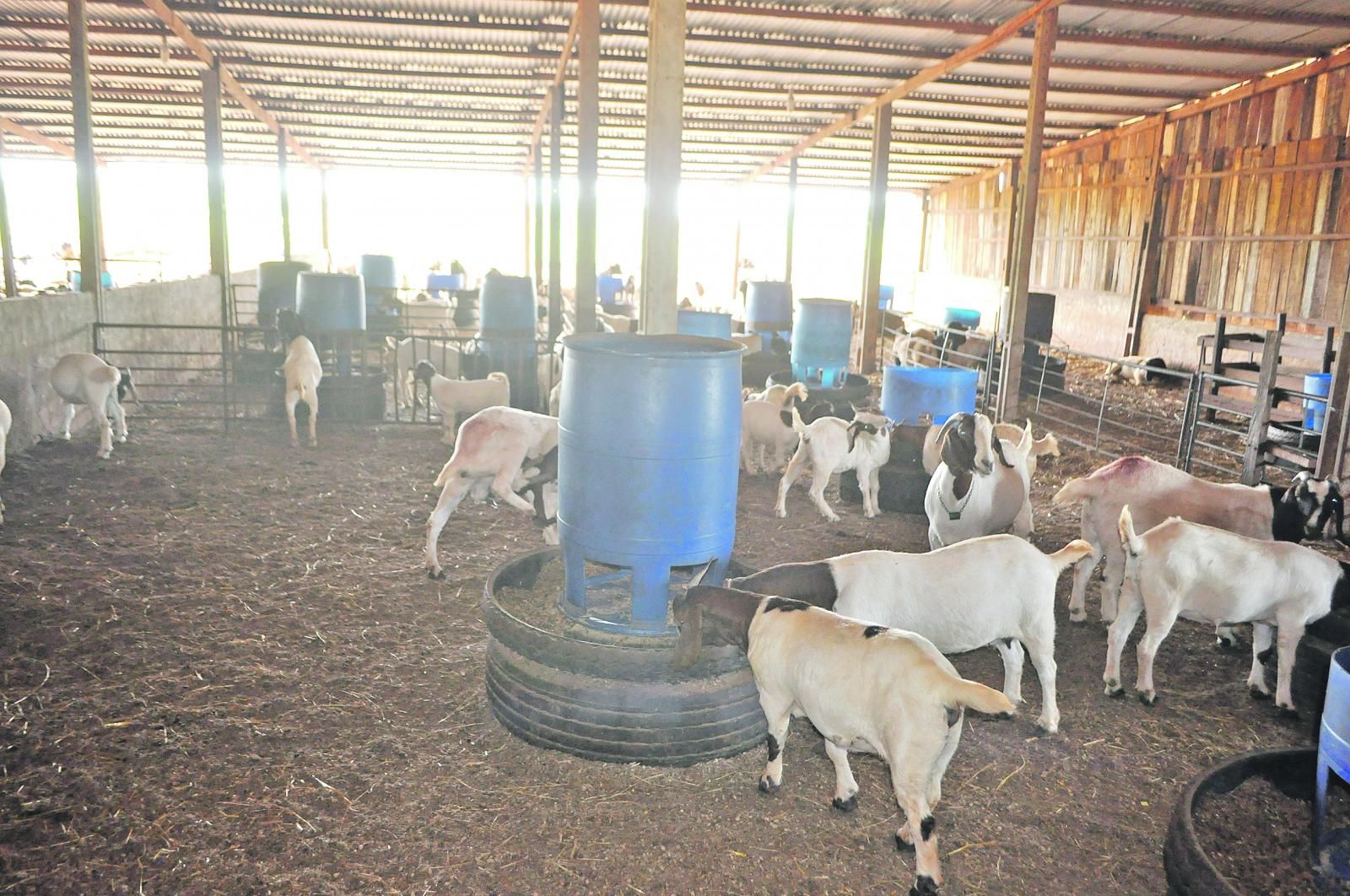 Cabras Para Producción De Carne Revista Ganadería