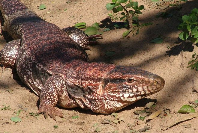 Seam autoriza cacería de 214.000 teju guasu - Nacionales - ABC Color