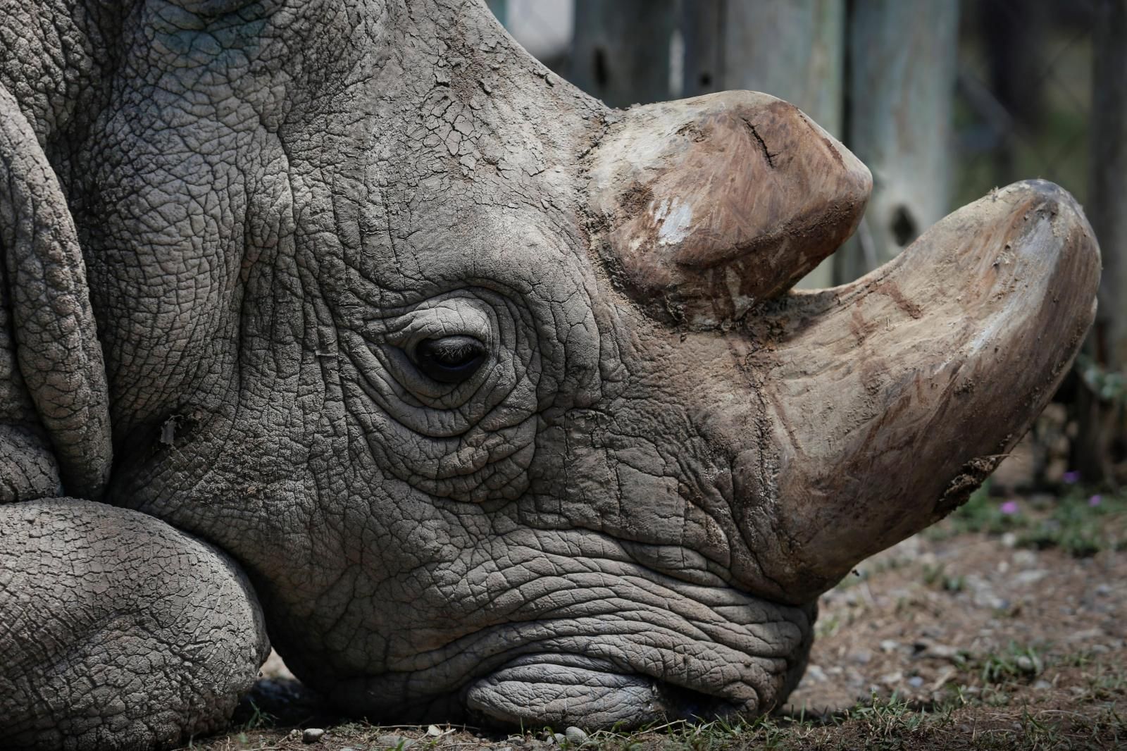 Muere el último rinoceronte blanco macho del mundo - Ciencia - ABC Color