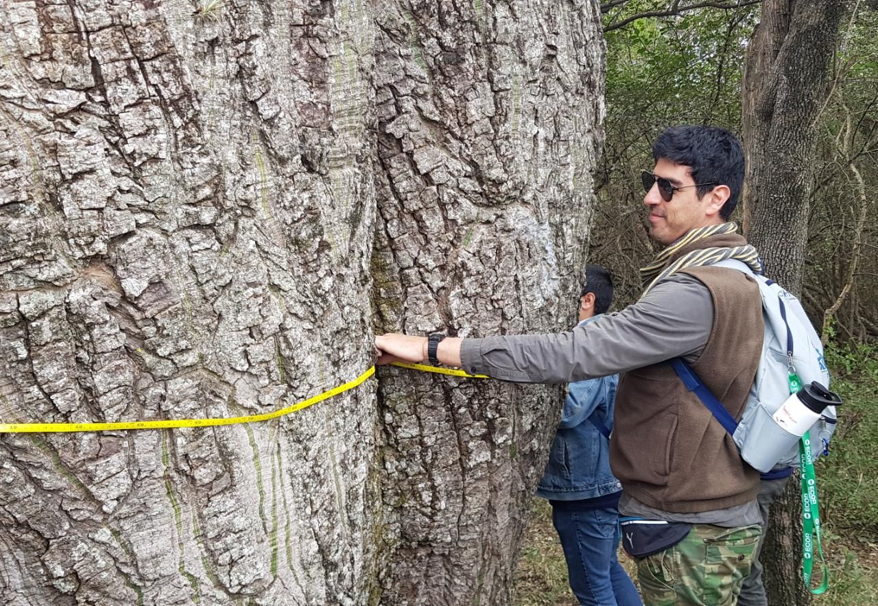 Samu'u de 500 años, el primer coloso visitado - Nacionales - ABC Color