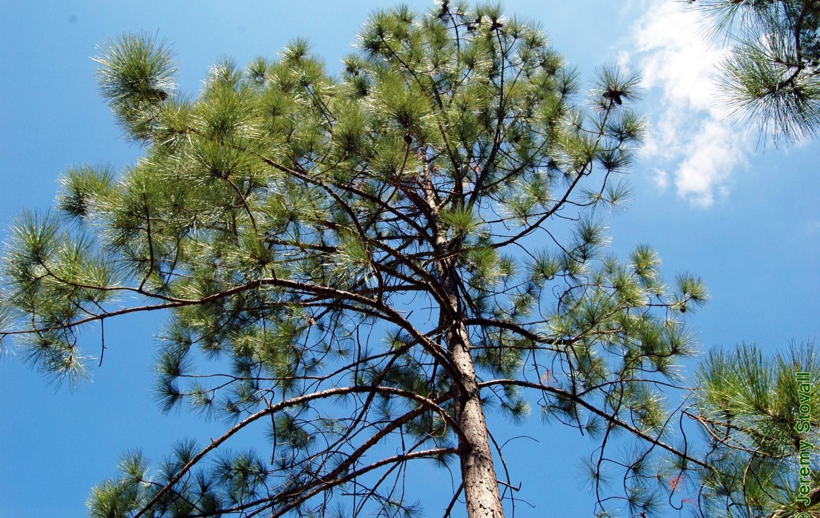 Pino - Casa y Jardín - ABC Color