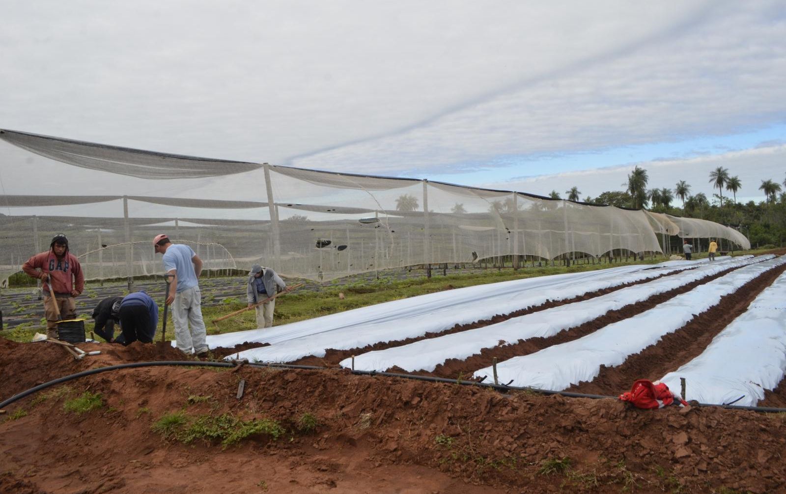 Ventajas de la utilización del mulching en horticultura - Ing. Agr ...