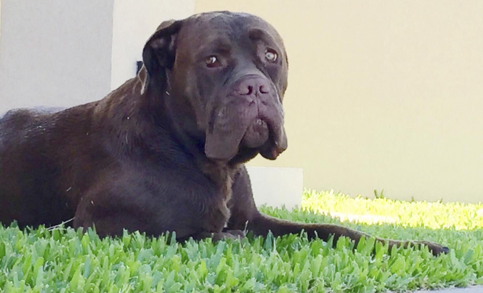 Cane corso - Casa y Jardín - ABC Color