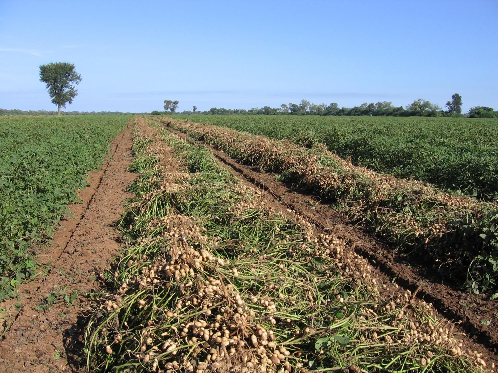 Producción de maní en el Chaco - ABC Rural - ABC Color