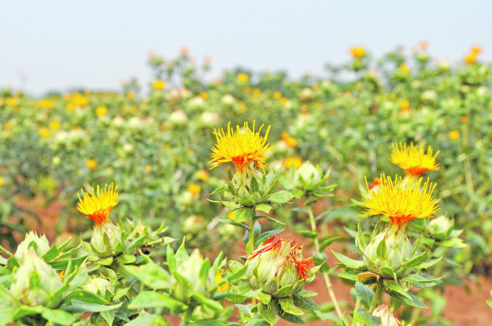 Azafrán - Oscar Medina (*) - ABC Rural - ABC Color