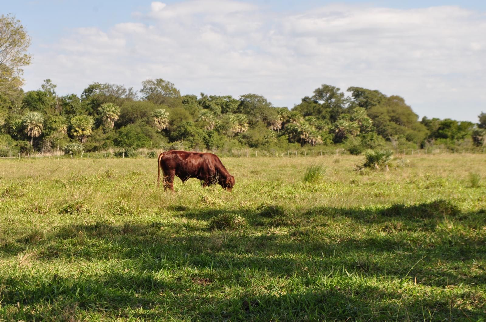 Pasturas cultivadas para potreros de engorde - Ing. Agr. Ricardo ...