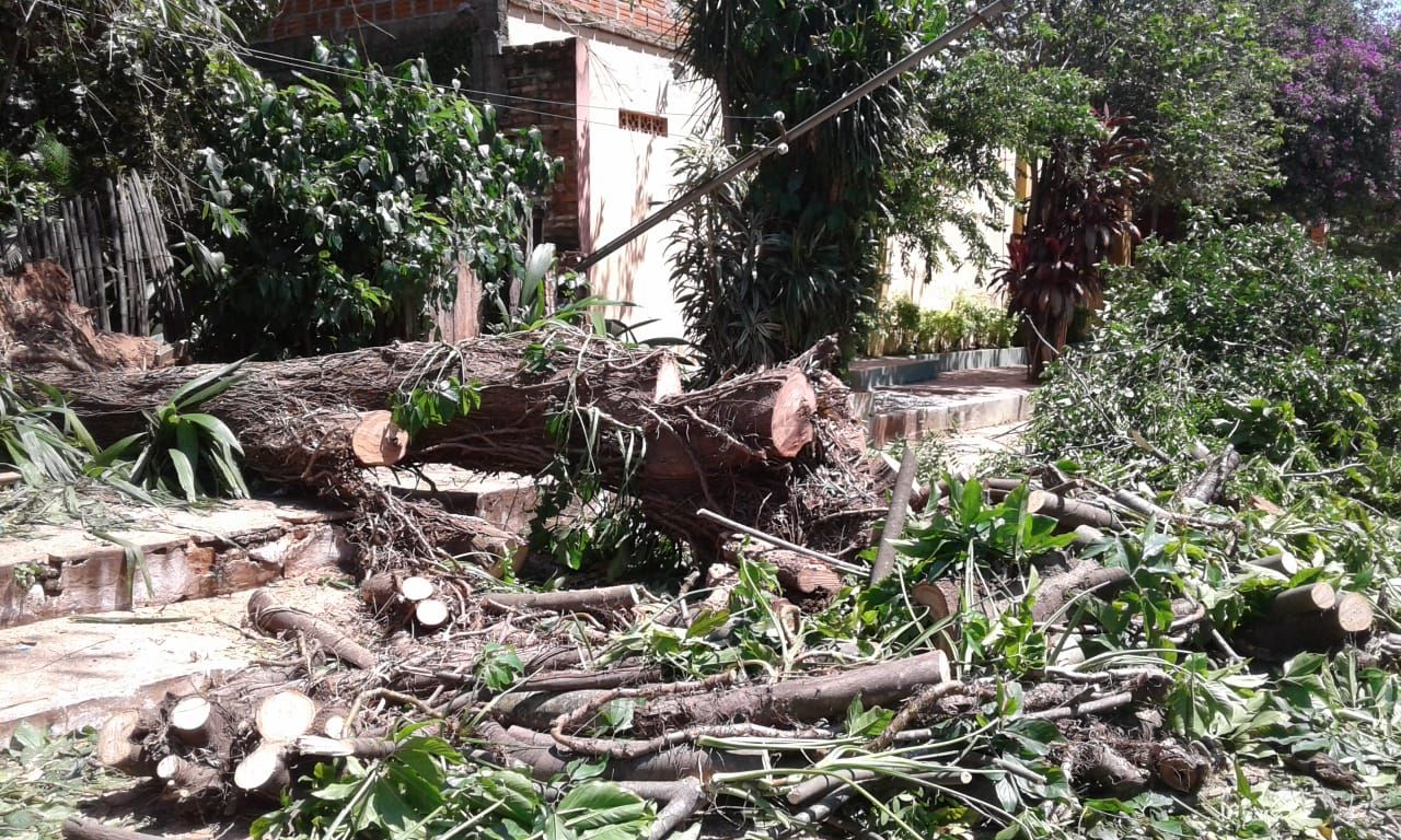Un árbol cayó sobre tres estudiantes en Luque - Nacionales - ABC Color