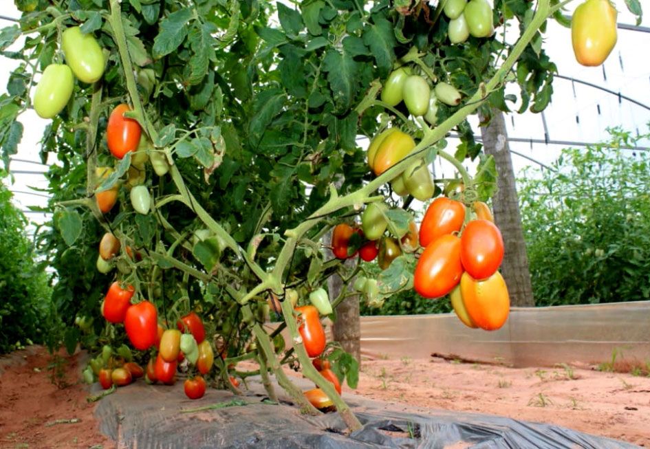 Buena producción de tomate en 3 de Febrero - Economía - ABC Color