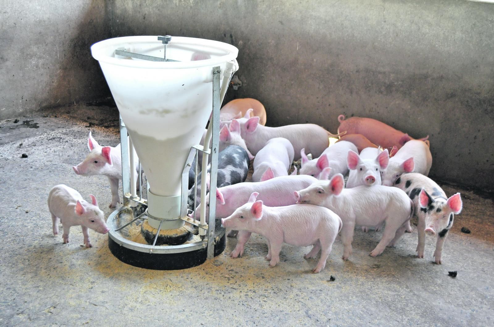 Producción porcina - ABC Rural - ABC Color