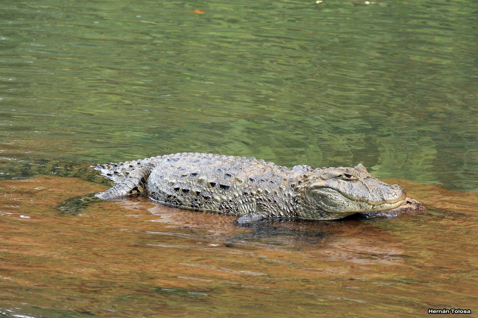 Aparece un yacaré en un hotel de cinco estrellas de las Cataratas de Iguazú - Mundo curioso ...