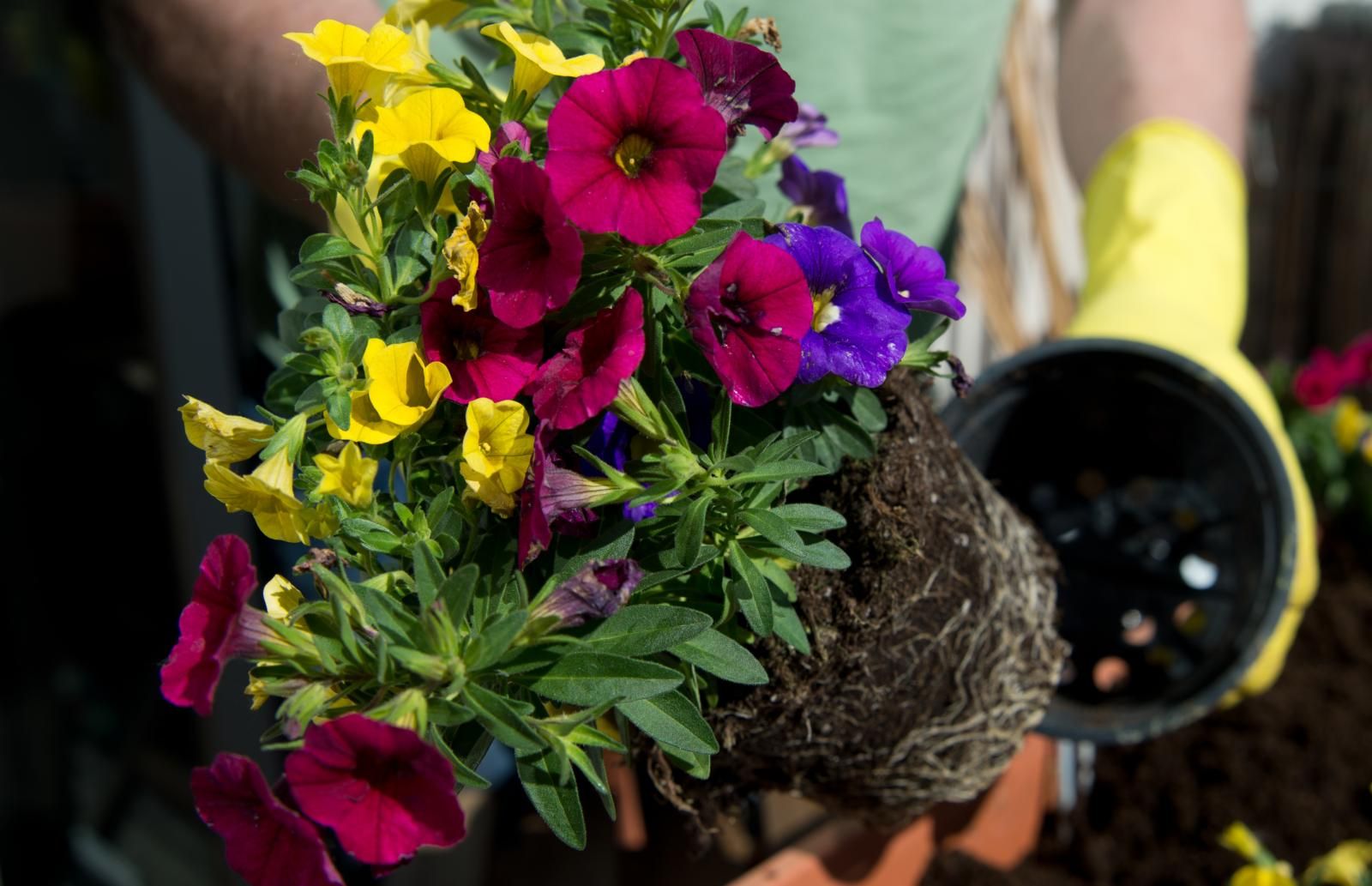 ¿Sirve el mismo tipo de tierra para todas las plantas? - Estilo de vida ...