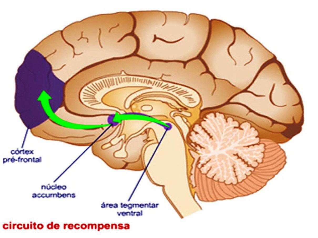 Homo Addictus - Ciencia y Tecnología - ABC Color