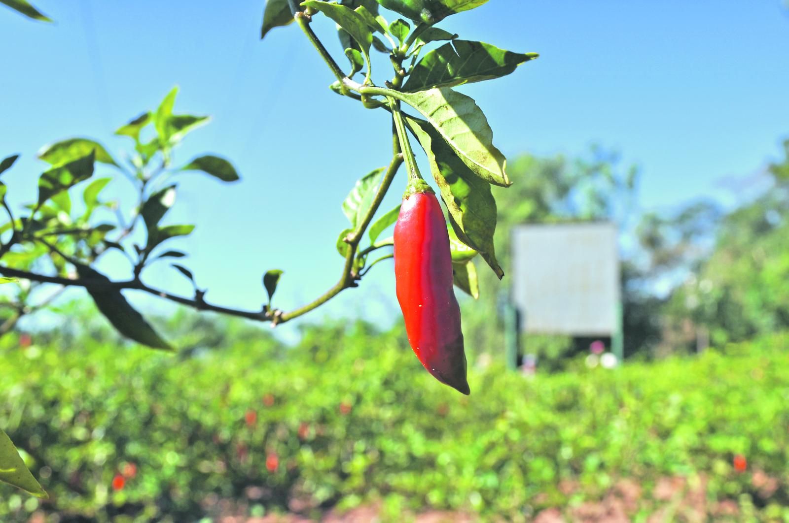 Cultivo de ají picante - ABC Rural - ABC Color