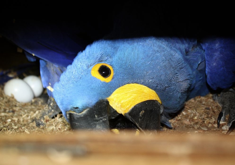 Parque para cría de guacamayos azules - Locales - ABC Color