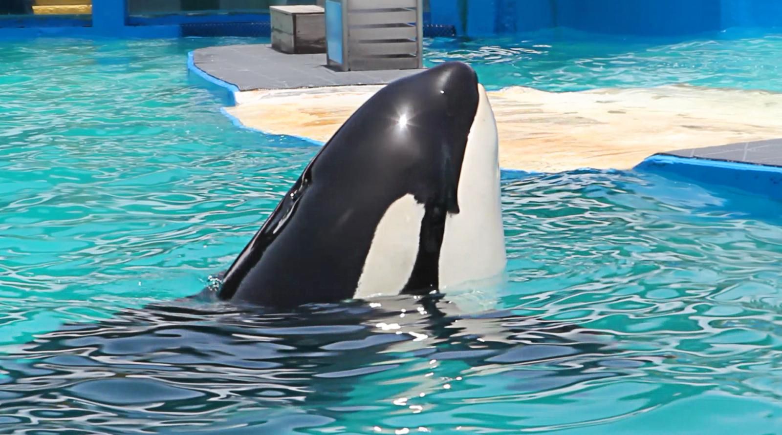 Decenas demandan liberación de orca encerrada en el Acuario de Miami ...