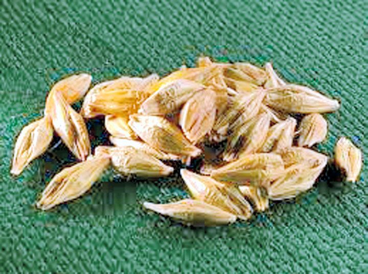 Cebada - Escolar - ABC Color