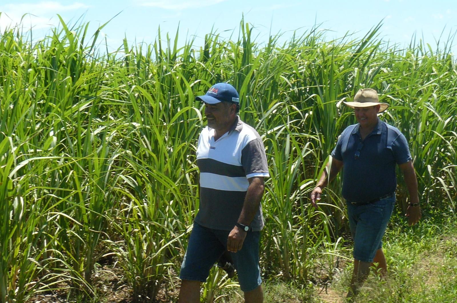 Coca cola pide liberar importación de azúcar en el Paraguay ...