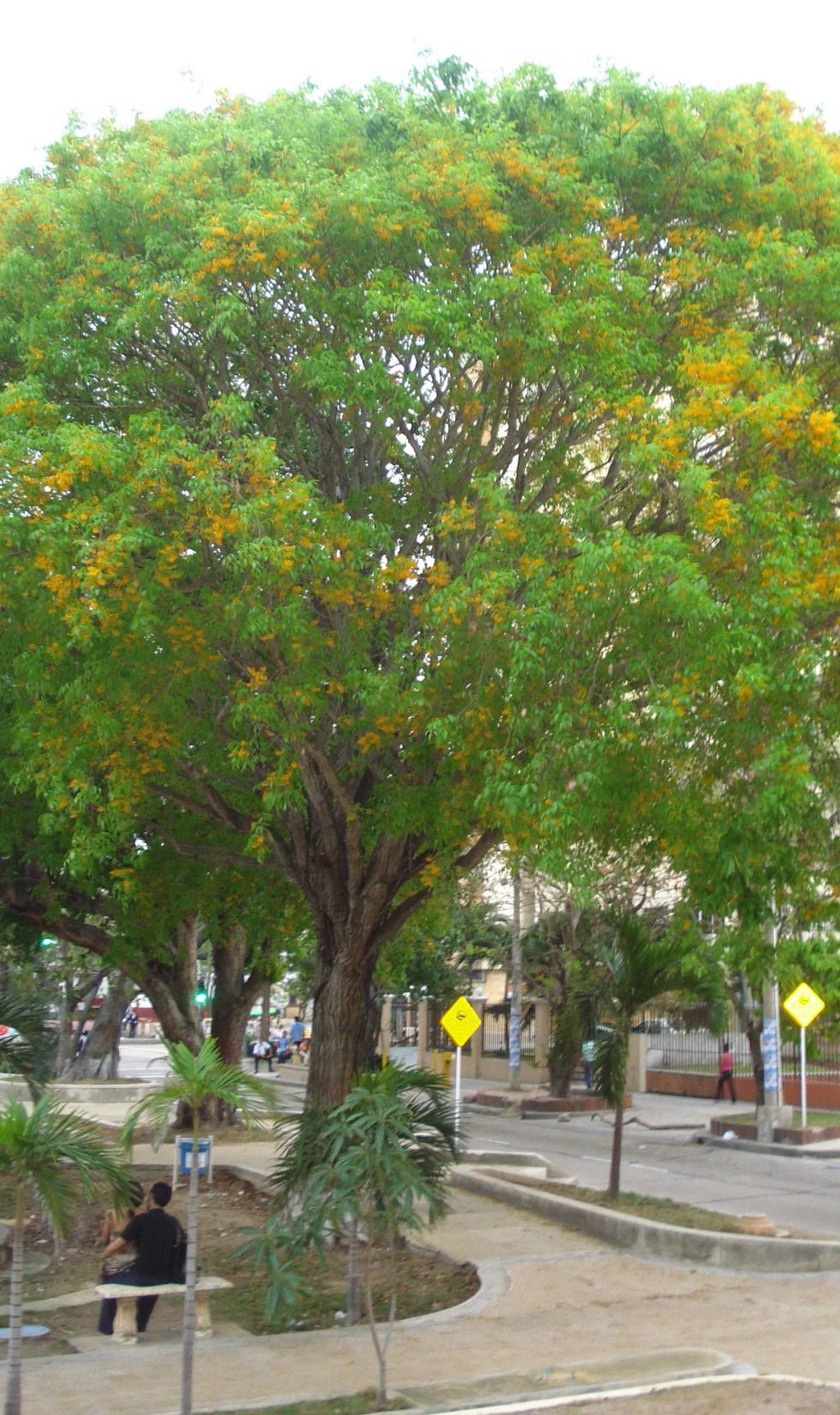 Trébol - Casa y Jardín - ABC Color